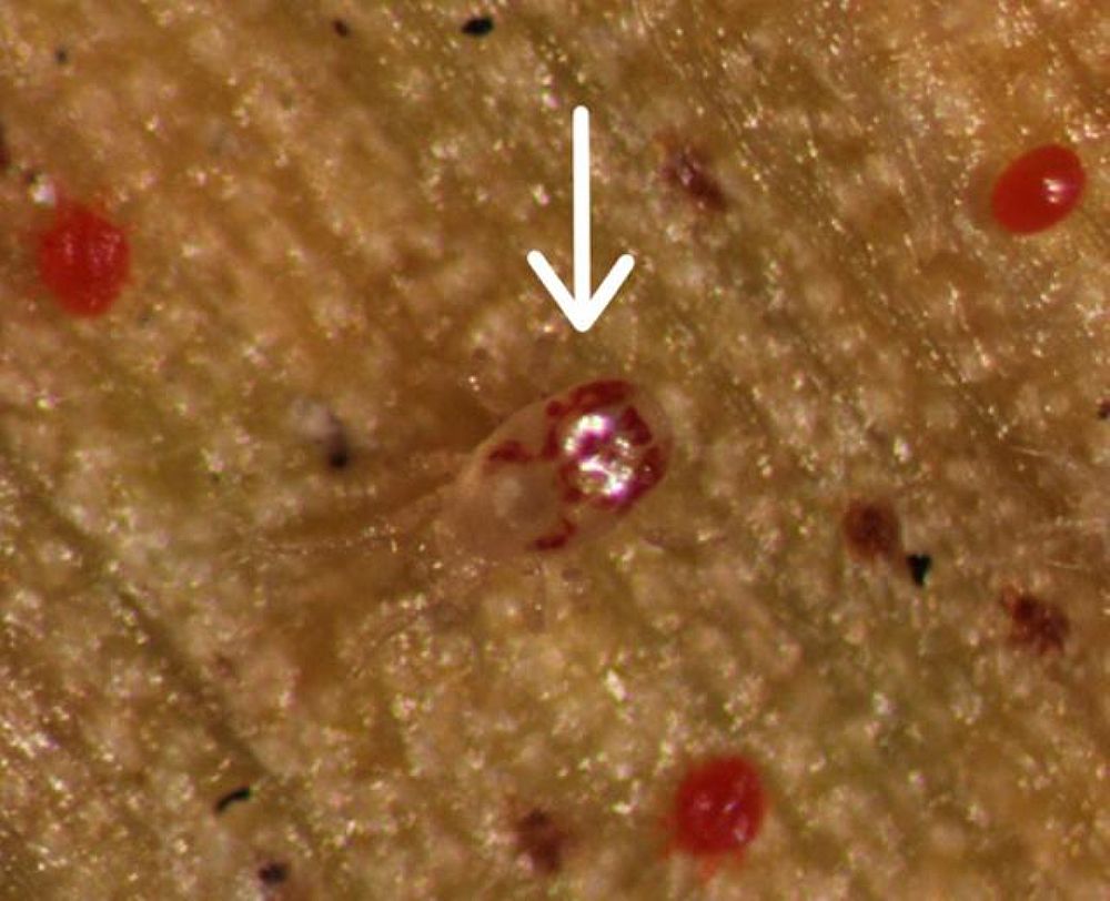 Fique atento ao ácaro-vermelho-das-palmeiras - TV Sítio