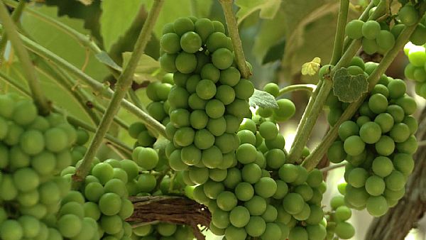 Como fazer o manejo da videira - TV Sítio