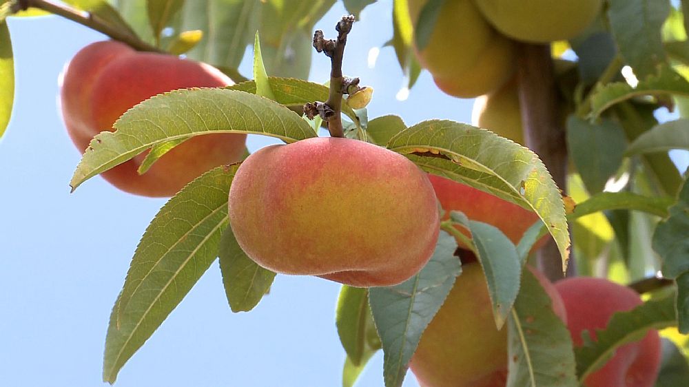 Conheça a primeira variedade brasileira de pêssego chato - TV Sítio