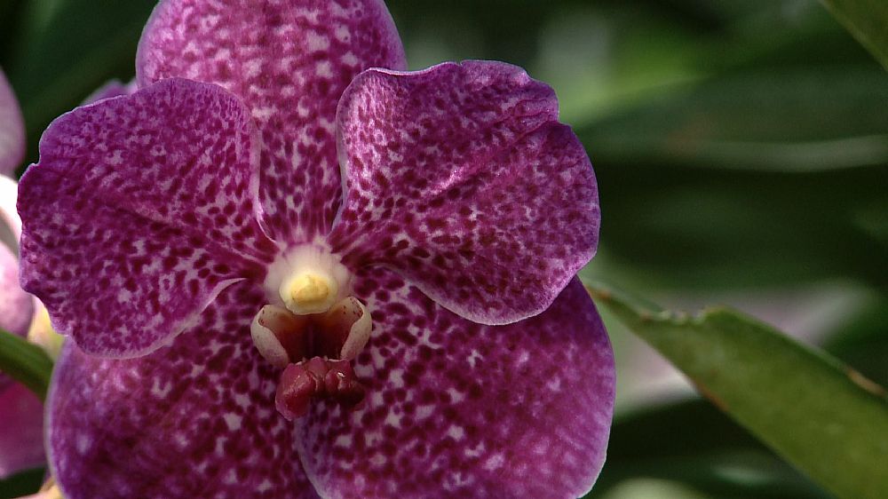 Como cultivar vandas - TV Sítio