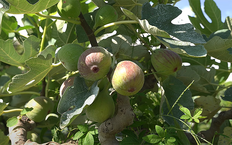 Poda e cultivo do Figo Roxo de Valinhos - TV Sítio